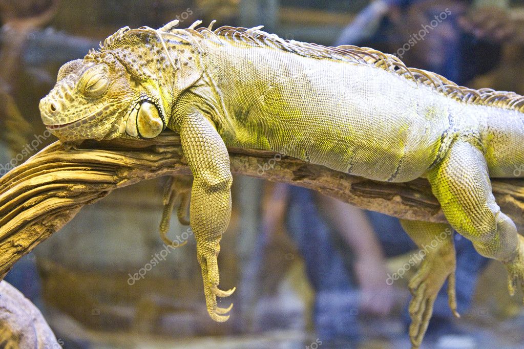 Sleeping Iguana — Stock Photo © aulaway #8195360