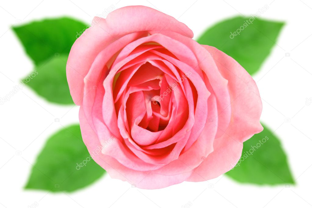 Single pink flower of rose — Stock Photo © boroda #8949398