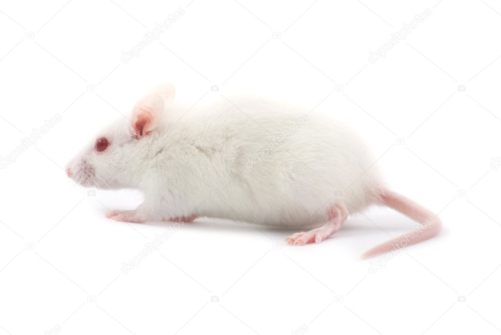 White rat — Stock Photo © Pakhnyushchyy #10496183