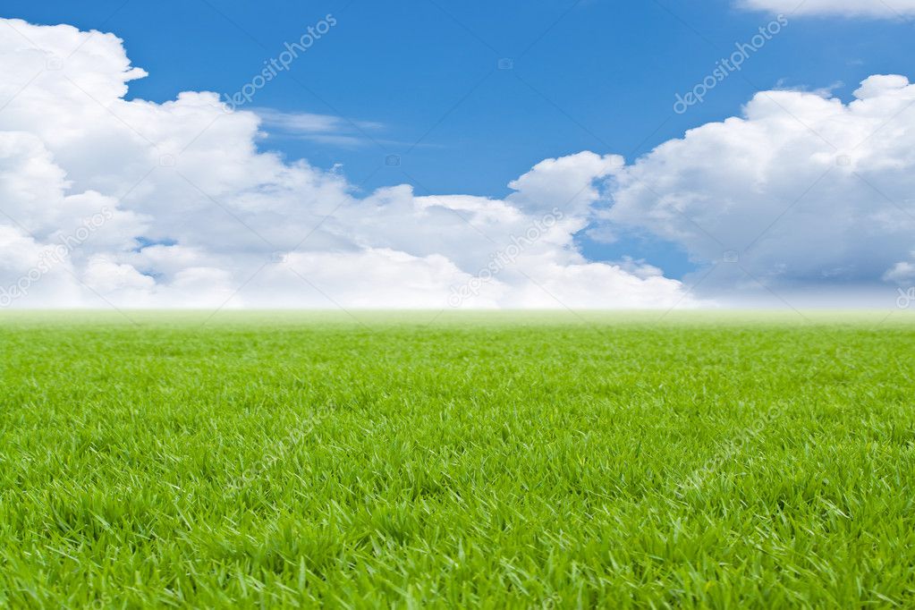 Beau champ avec une herbe verte et le beau ciel à l'horizon avec des ...