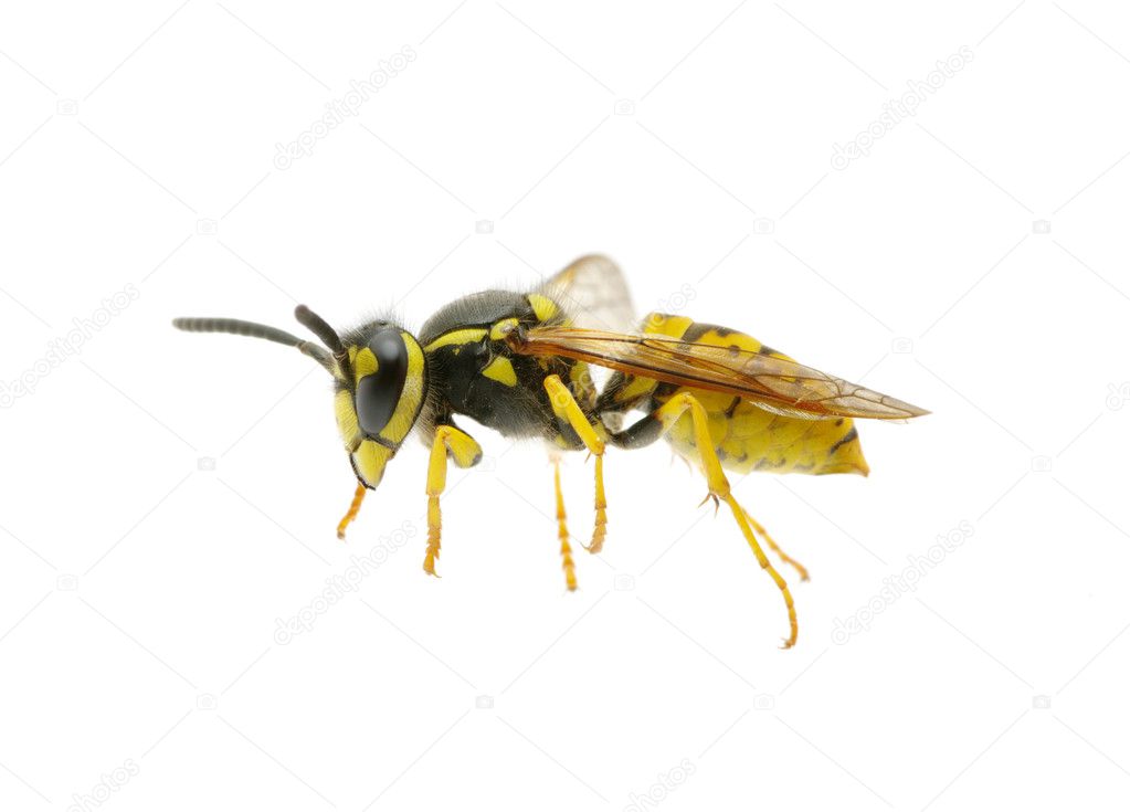 Wasp on white Stock Photo by ©Ale-ks 10571997