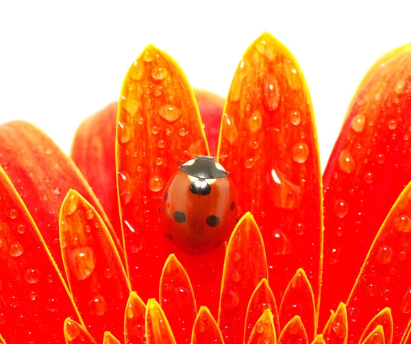Ladybug on sunset — Stock Photo © Ale-ks #3240931
