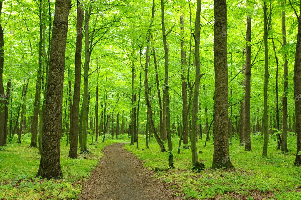 Bosque verde — Foto de stock #9822126 © Ale-ks