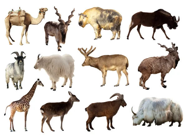 ᐈ Mammals stock images, Royalty Free a a mammals pictures | download on ...