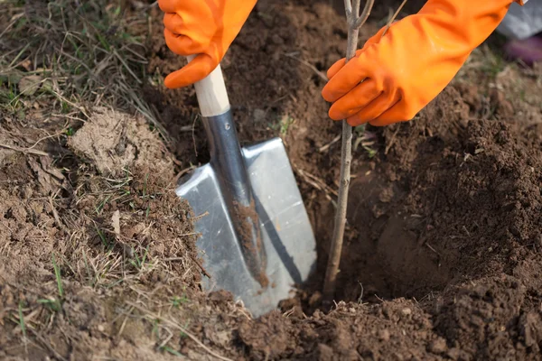 A gardener's gloved hand planting with a small trowel in a herb garden ...