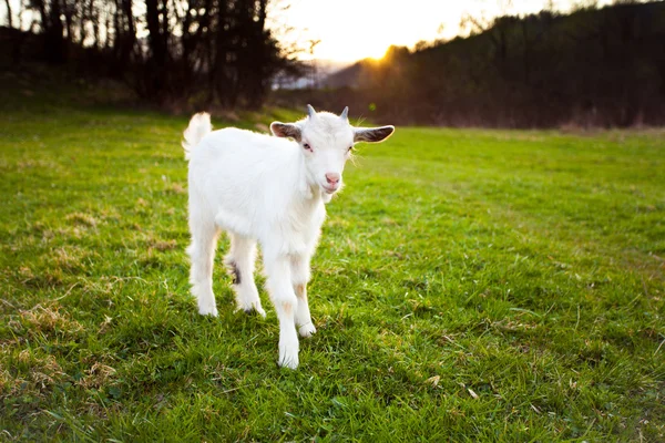 goatling - Stock Image - Everypixel
