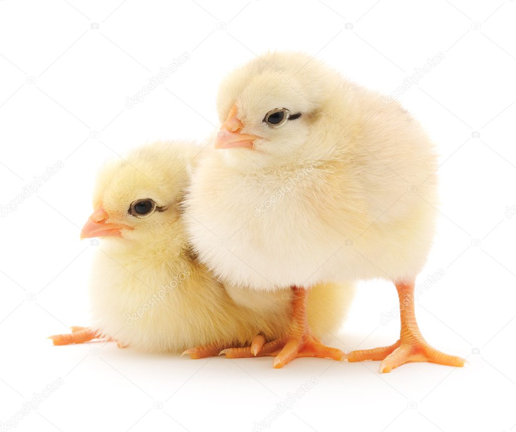 Pollos pequeños — Foto de stock © Tsekhmister #9324879