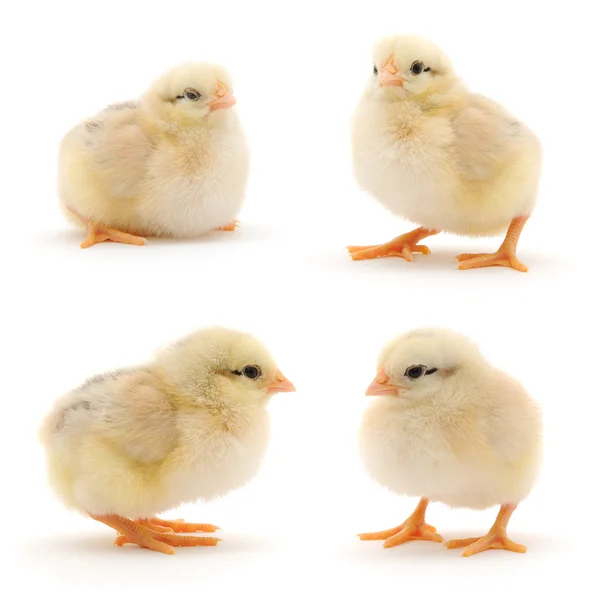 Conjunto de pollos amarillos . — Foto de stock #35355329 © Tsekhmister
