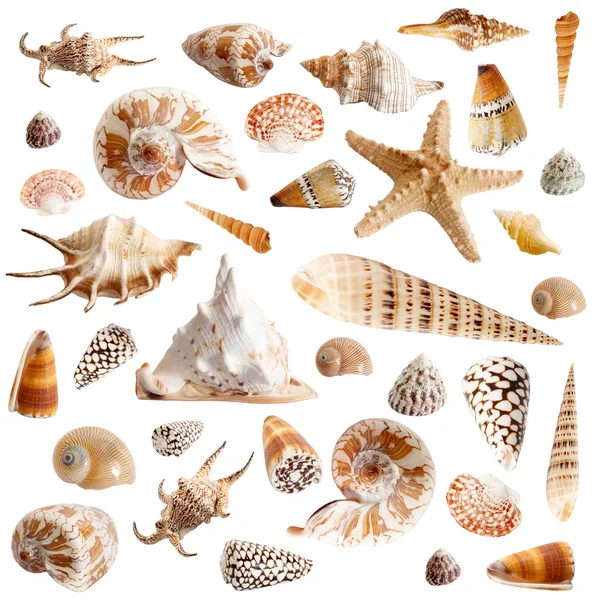 Seashells Stock Photos, Royalty Free Seashells Images | Depositphotos