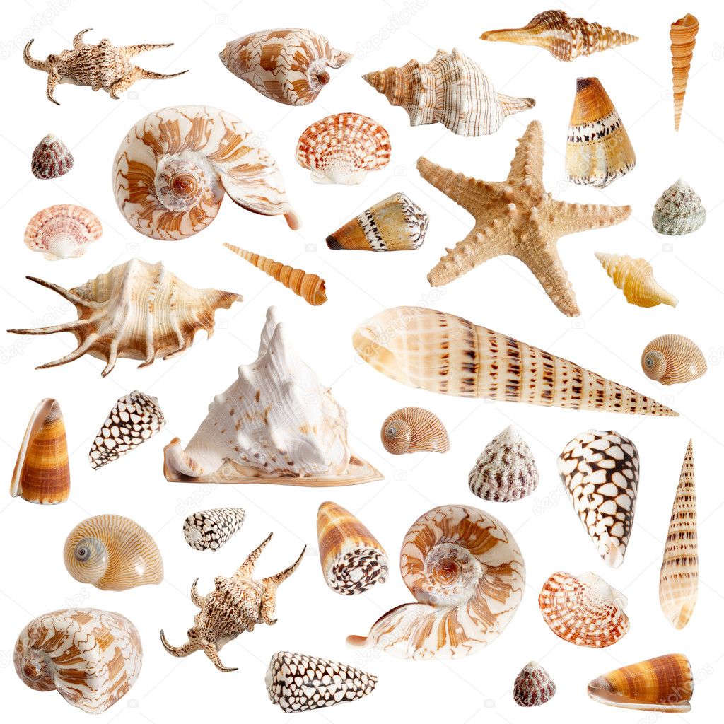 Many seashells Stock Photo by ©velkol 8567879