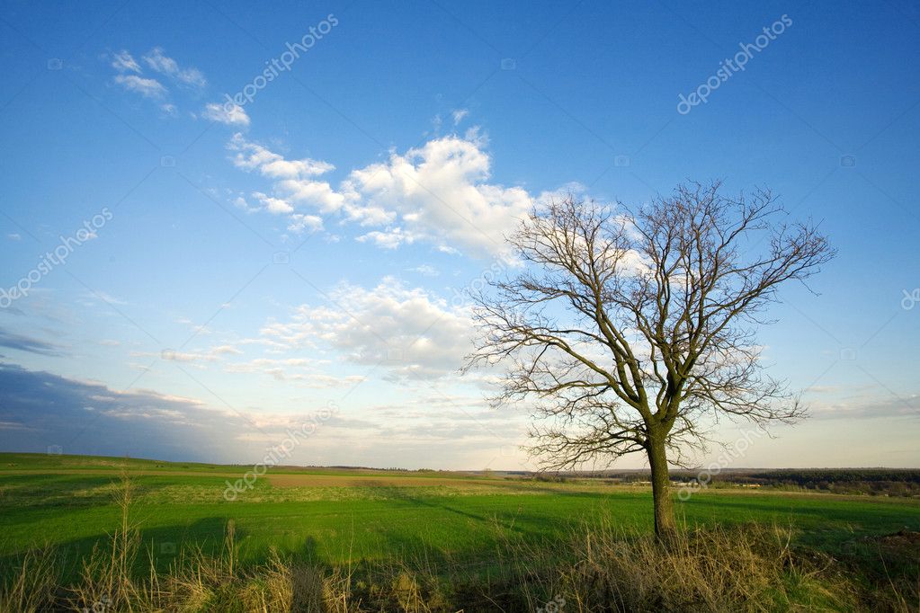 Single tree — Stock Photo © velkol #8568482