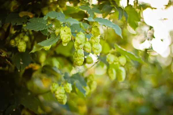 Hop plant (Humulus lupulus) - Stock Image - Everypixel