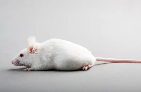 Laboratory mouse Stock Photos, Royalty Free Laboratory mouse Images ...