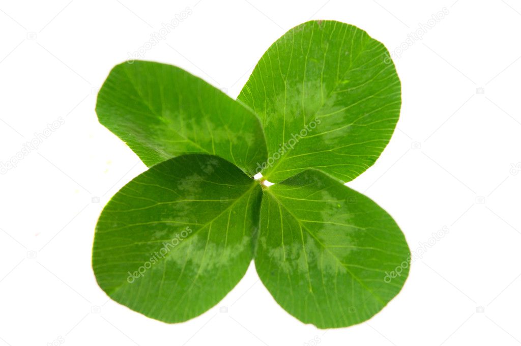 Leaf clover — Stock Photo © ksena32 #8690945