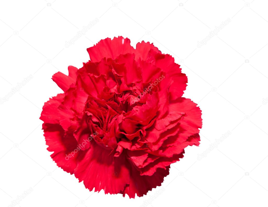 Carnations isolated Stock Photo by ©ksena32 9350940