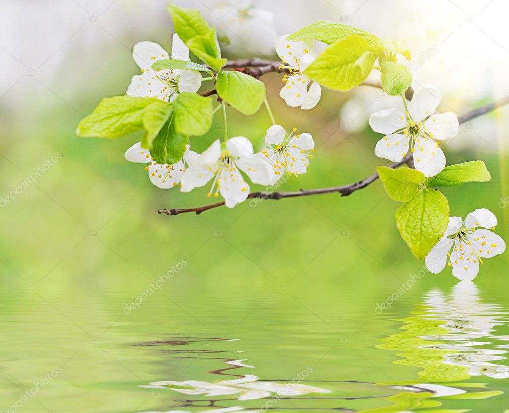 Spring Flowers And Water