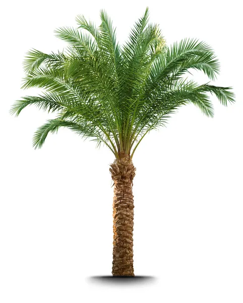 Palmbomen Stockfoto's, Rechtenvrije Palmbomen afbeeldingen | Depositphotos®