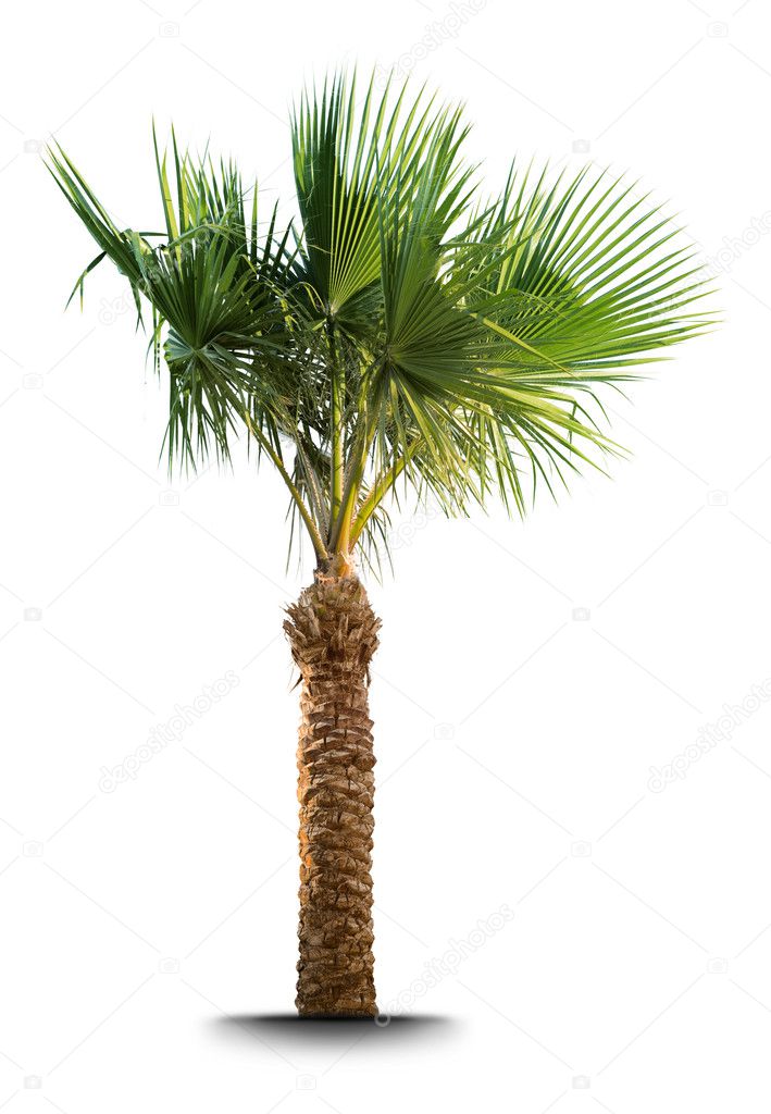 Palm tree — Stock Photo © Irochka #9595621