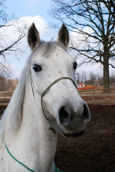 Beautiful stallion — Free Stock Photo © FineShine #9269151