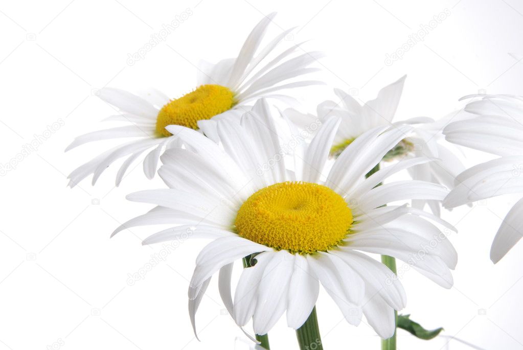 Daisy - isolated on white Stock Photo by ©FineShine 9898220