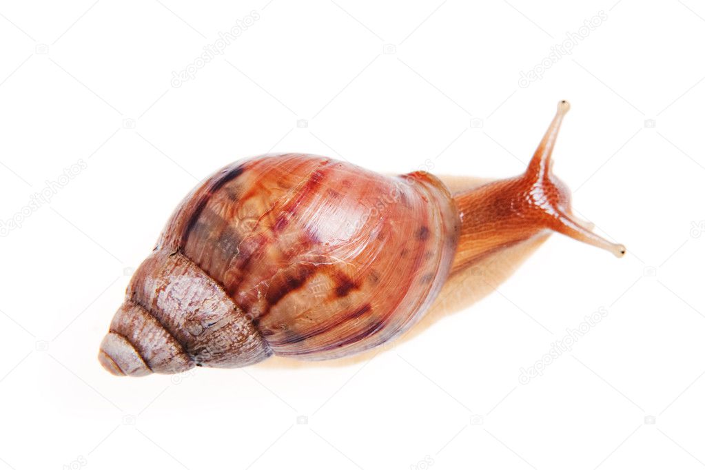Snail isolated Stock Photo by ©2happy 8212597