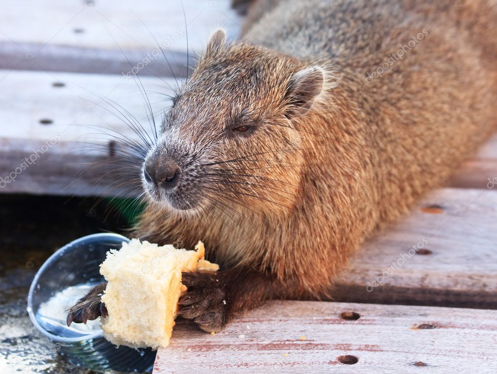 Andatra eats a piece of bread. — Stock Photo © yykkaa #8896151
