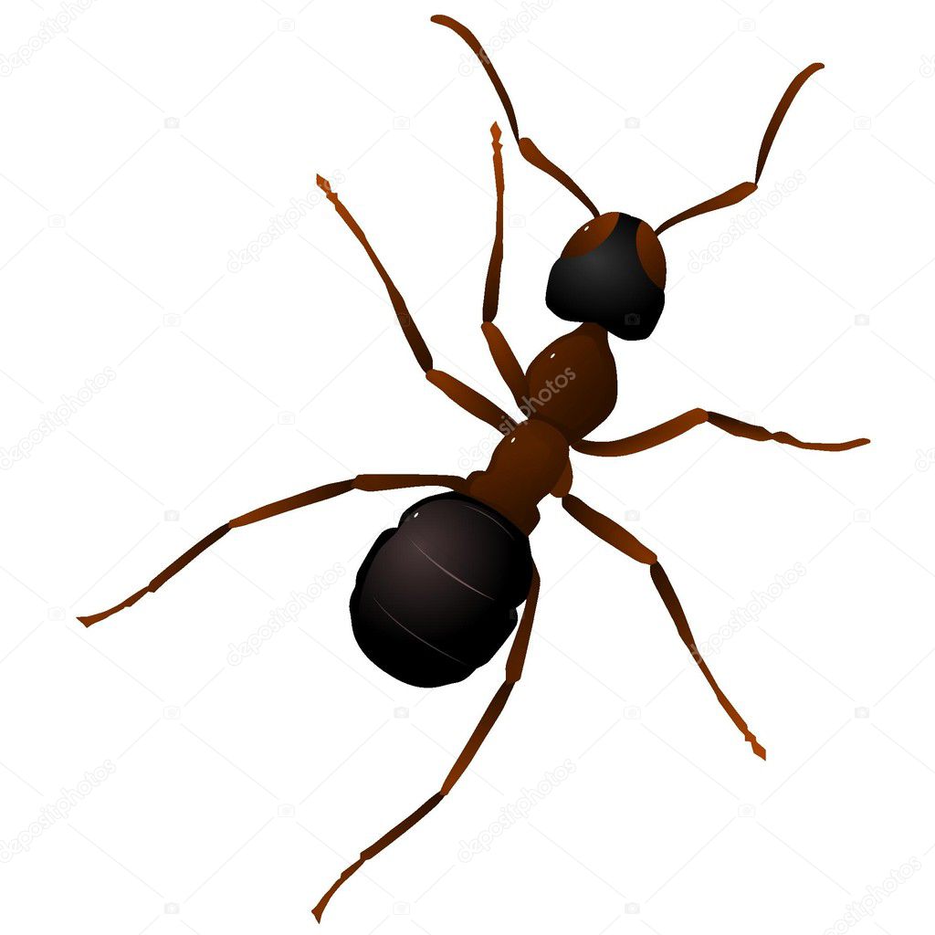 Vector illustration of an ant — Stock Vector © lapotnik #8086625