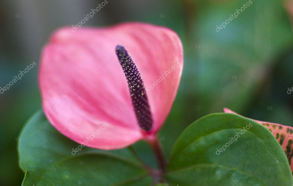 flamingo flower - meddic