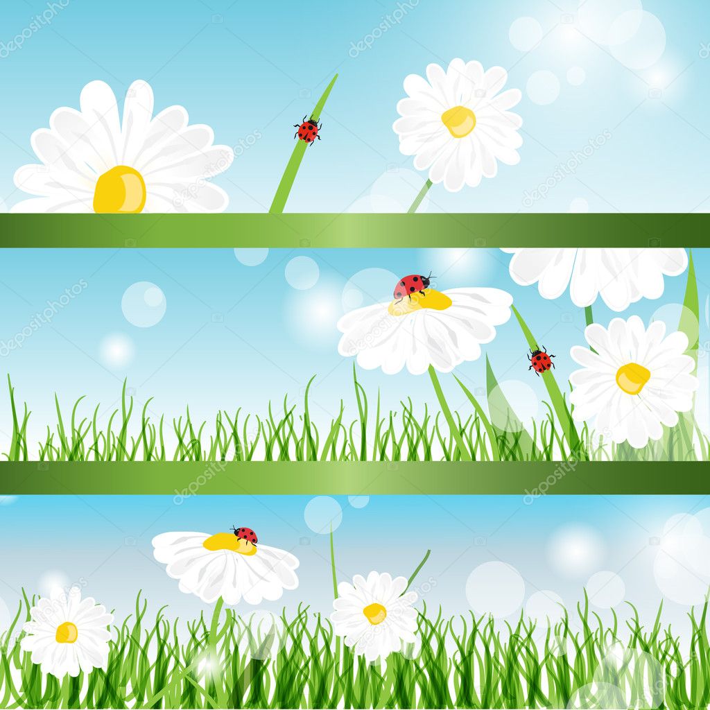 Summer banners with daisy and ladybugs in green grass — Stock Vector ...