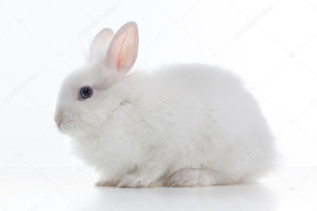 White rabbit isolated on white background — Stock Photo © artjazz #9581544