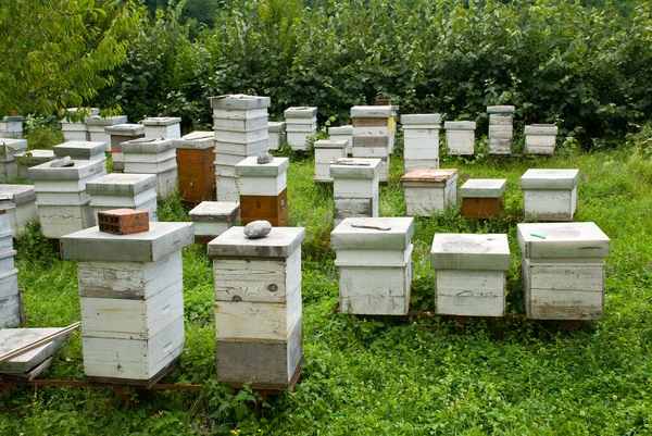 Apiario Fotos, Apiario Imagenes libres de derechos | Depositphotos