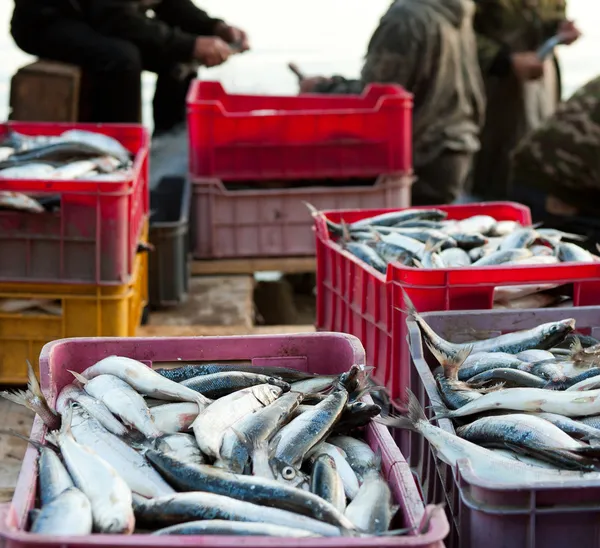 Good catch for Pictures, Good catch for Stock Photos & Images ...