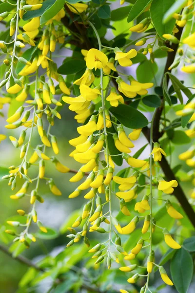 Golden shower tree Stock Photos, Royalty Free Golden shower tree Images ...