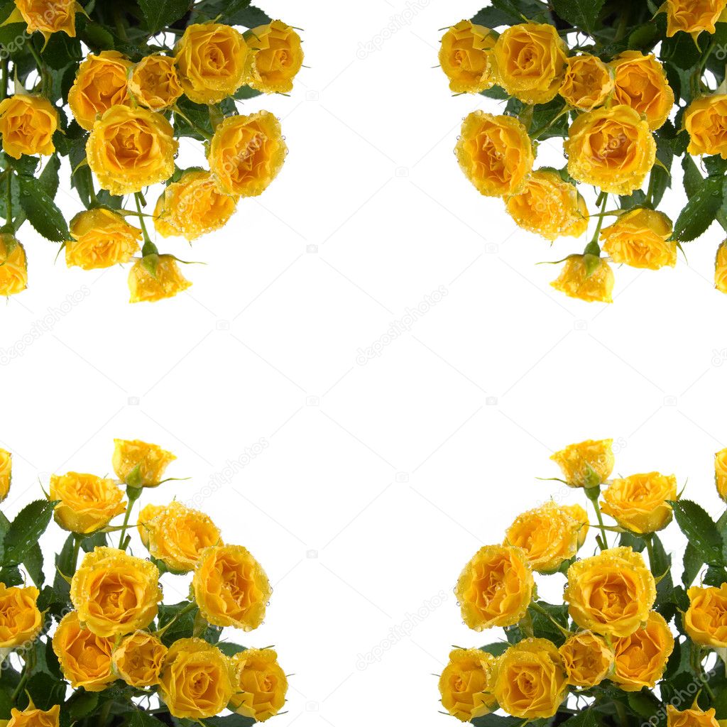 Frame of the yellow roses — Stock Photo © Enika100 #8237795