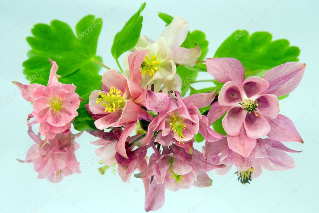 Pink flowers of aquilegia and its reflection on a blue background ...