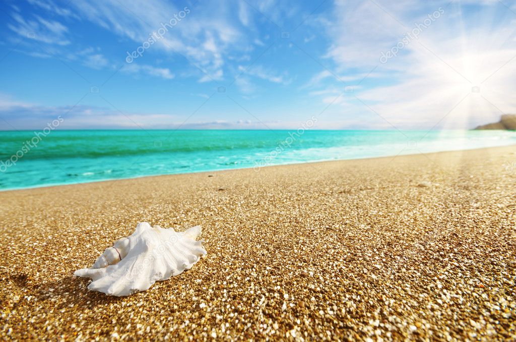 Shell Stock Photo by ©e_mikh 10093744