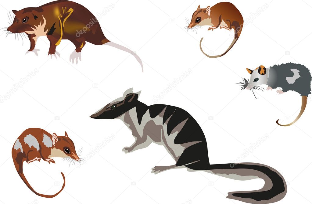 Five rodents isolated on white Stock Vector Image by ©Dr.PAS #8544144