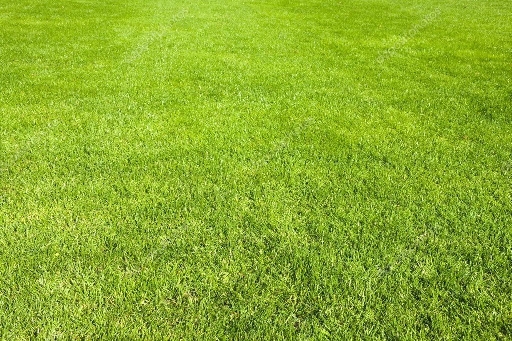 Gesneden grasveld in zonnige dag nuttig als achtergrond — Stockfoto ...