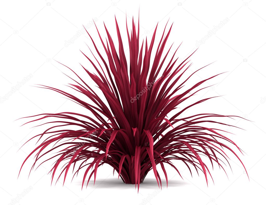 Cabbage tree bush isolated on white background Stock Photo by ©tiler84 ...
