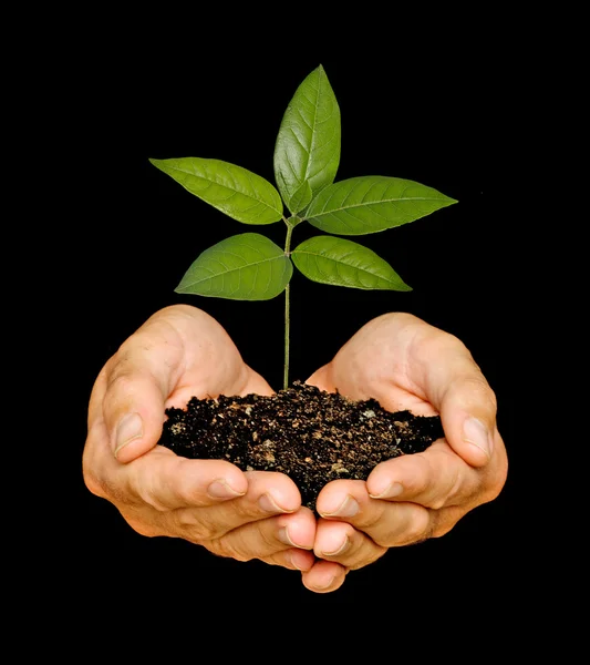 Sapling in hand Stock Photos, Royalty Free Sapling in hand Images ...