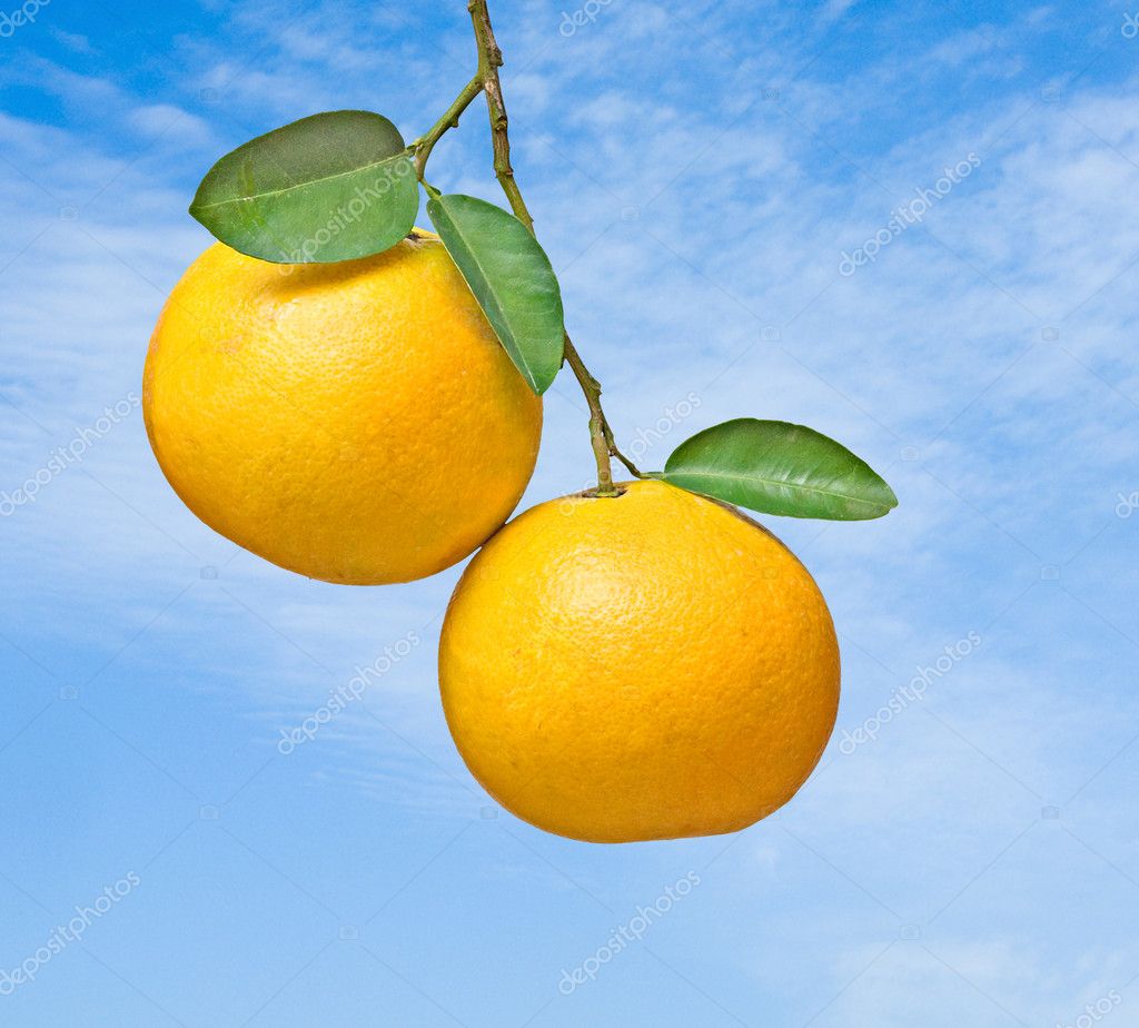 Two grapefruits on branch Stock Photo by ©vaeenma 9738945
