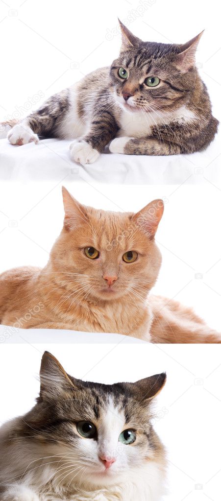 Set with different cats Stock Photo by ©Nitrub 8920653