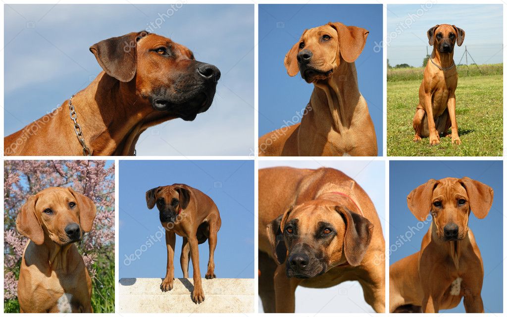 Rhodesian ridgeback Stock Photo by ©cynoclub 8493708