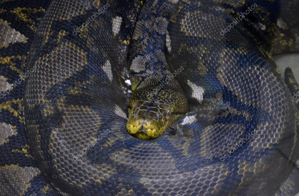 Pythons — Stock Photo © enigma.art #9193080