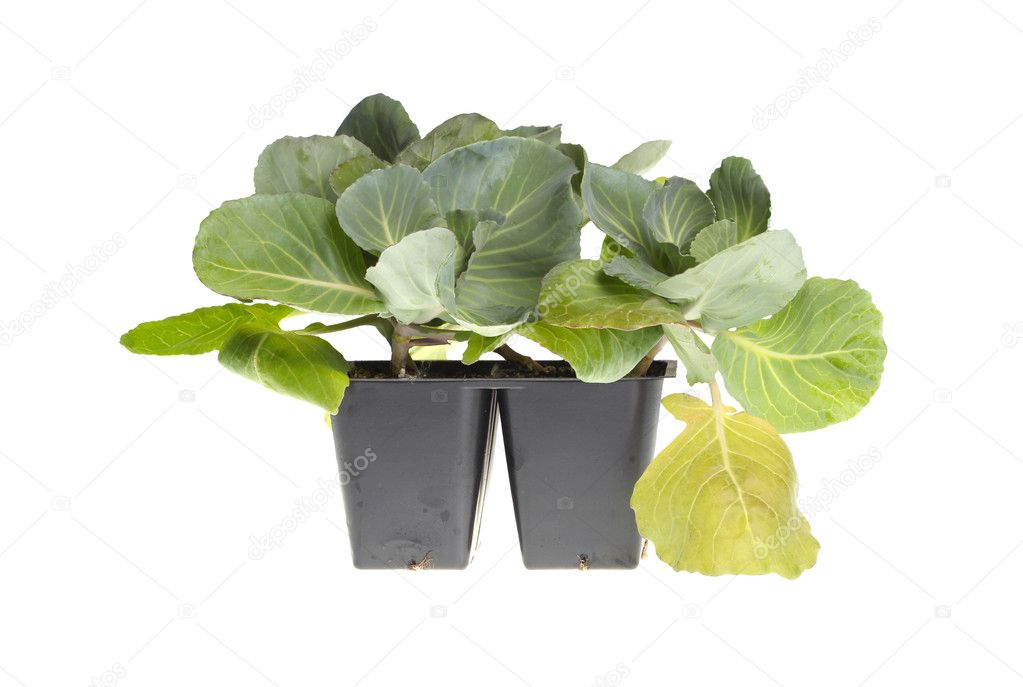 Cabbage seedlings ready for transplanting Stock Photo by ©sgoodwin4813 ...