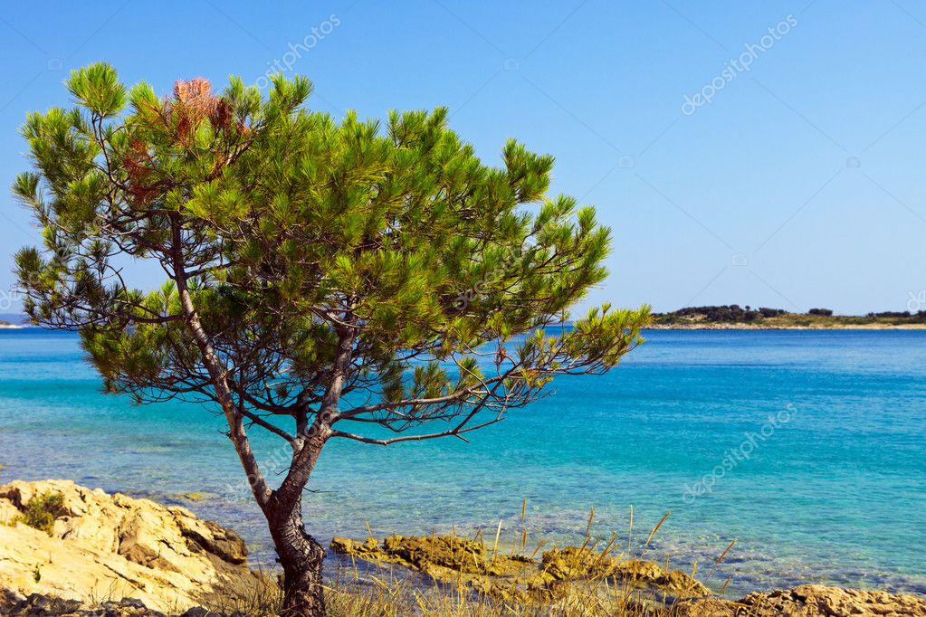 Mediterranean pine — Stock Photo © WDGPhoto #8040079