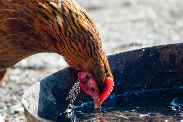 Chicken drinking water Stock Photos, Royalty Free Chicken drinking ...