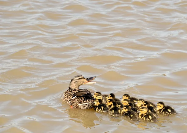 Mallard patitos Stock Photos, Royalty Free Mallard patitos Images | Depositphotos