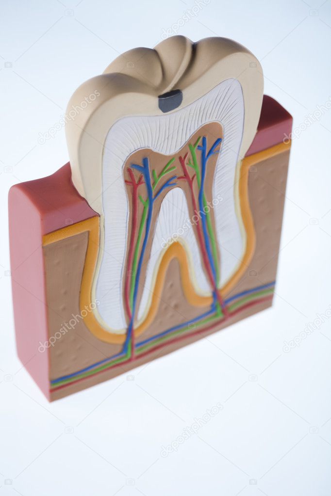 Tooth anatomy Stock Photo by ©JanPietruszka 9916438