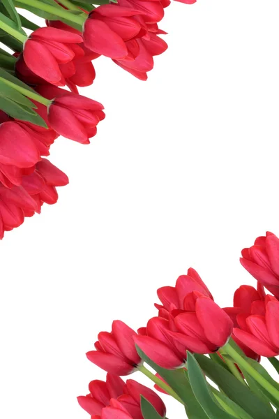 Red Tulip Flower Border — Stock Photo © marilyna #3535287